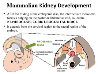 Development of Kidney | PPT