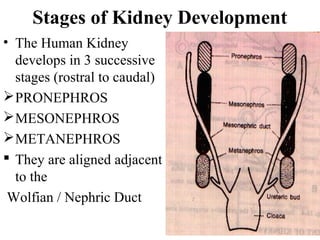 Development of Kidney | PPT