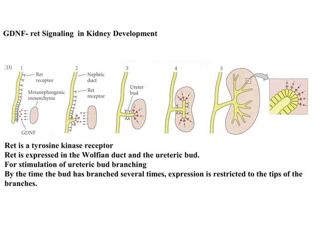 Development of Kidney