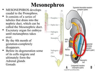 Metanephric Kidney