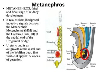 Metanephric Kidney