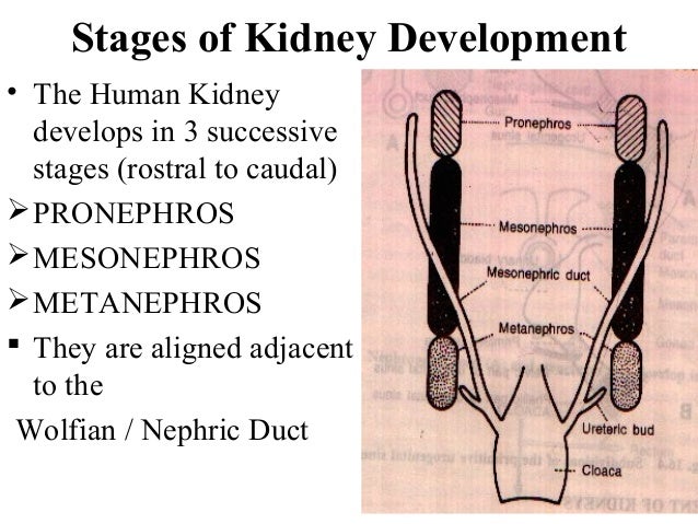 Development of Kidney