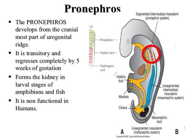 Development of Kidney