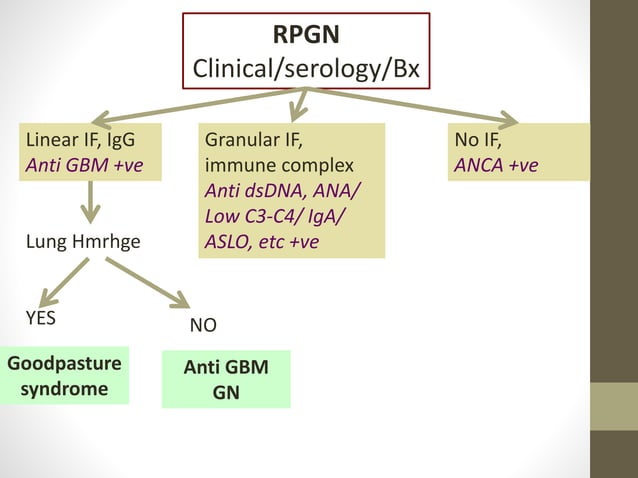 Approach to Rapidly Progressive Glomerulonephritis RPGN | PPTX ...
