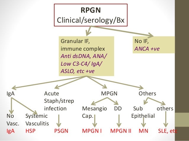 Approach to Rapidly Progressive Glomerulonephritis RPGN