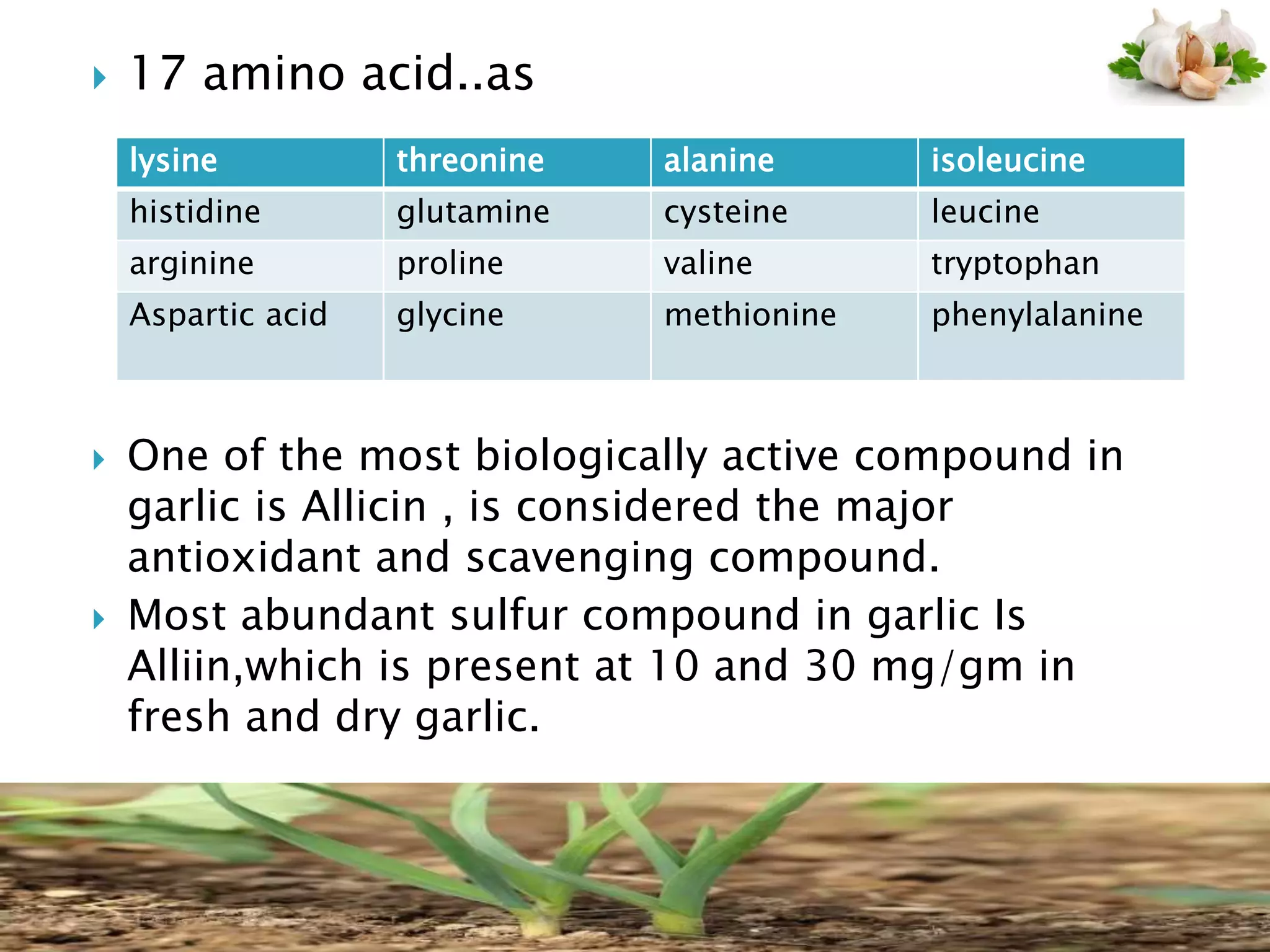 Garlic | PPTX
