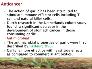 Garlic | PPTX