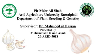 Presentation on Breeding Garlic as Vegetable | PPTX