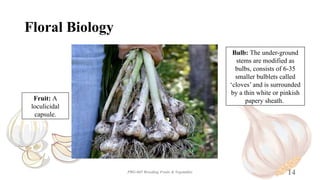 Presentation on Breeding Garlic as Vegetable | PPTX