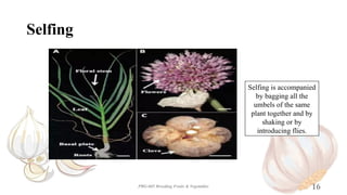 Presentation on Breeding Garlic as Vegetable | PPTX