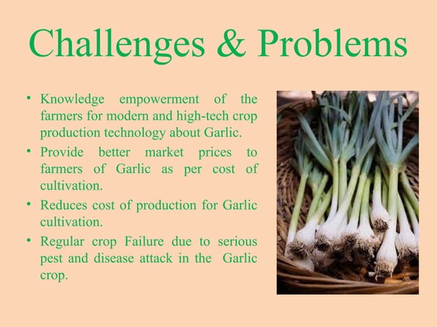 Garlic Crop Modern Cultivation Techniques | PPTX
