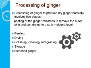 Garlic and Ginger.pptx