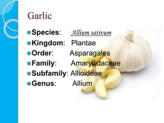 Garlic and Ginger.pptx