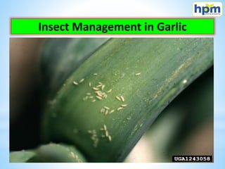 Garlic by chandra has | PPTX