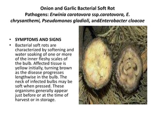 Garlic diseases A lecture on ToT training of FFS By Mr Allah Dad Khan ...