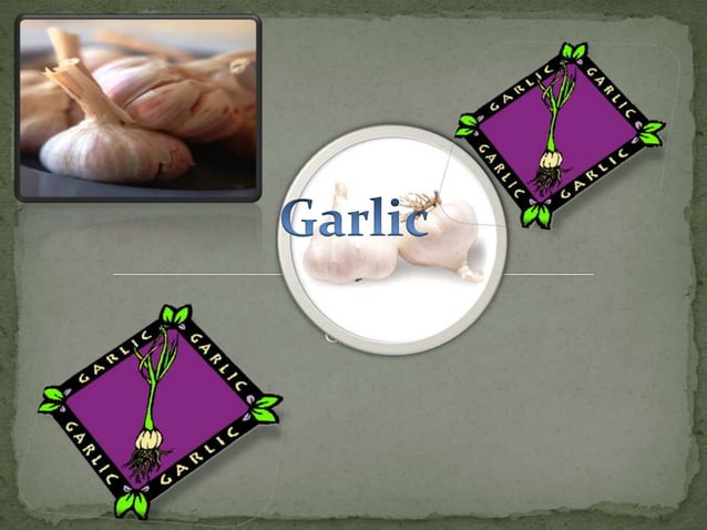 Garlic final | PPT
