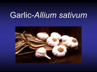 Garlic ppt | PPTX