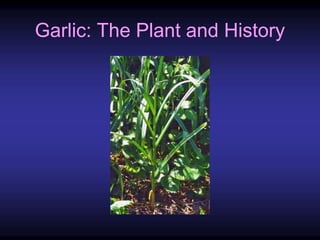 Garlic ppt | PPTX
