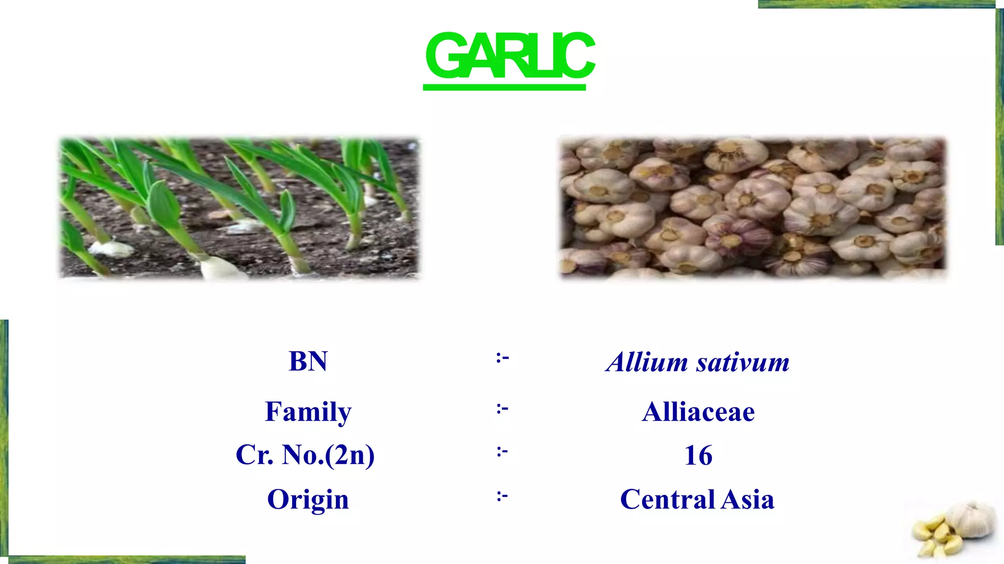 Garlic ppt | PPTX