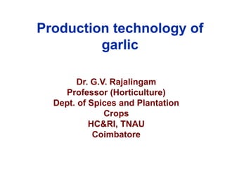 garlic rajali for class jijhhhhhggghhgg.pptx