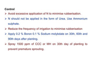 garlic rajali for class jijhhhhhggghhgg.pptx
