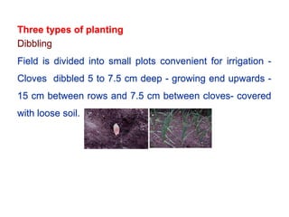 garlic rajali for class jijhhhhhggghhgg.pptx