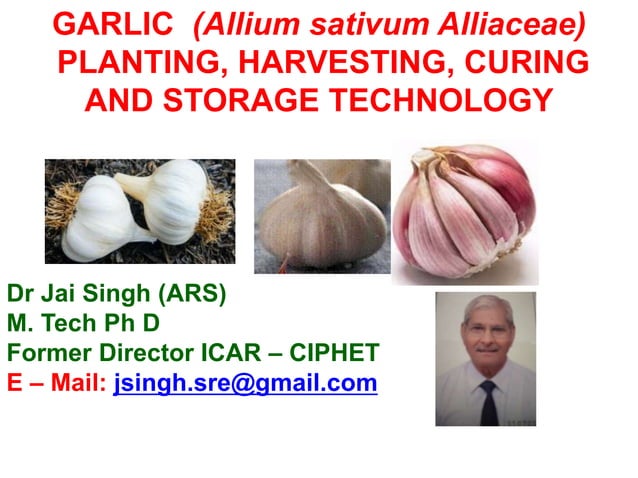 Garlic harvesting ,curing and storage technologytech | PPTX