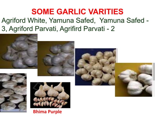 Garlic harvesting ,curing and storage technologytech | PPTX
