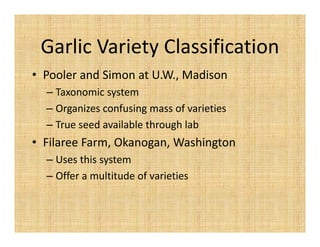 Garlic variety evaluations-voigt | PDF