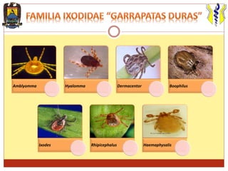 Garrapatas | PPSX