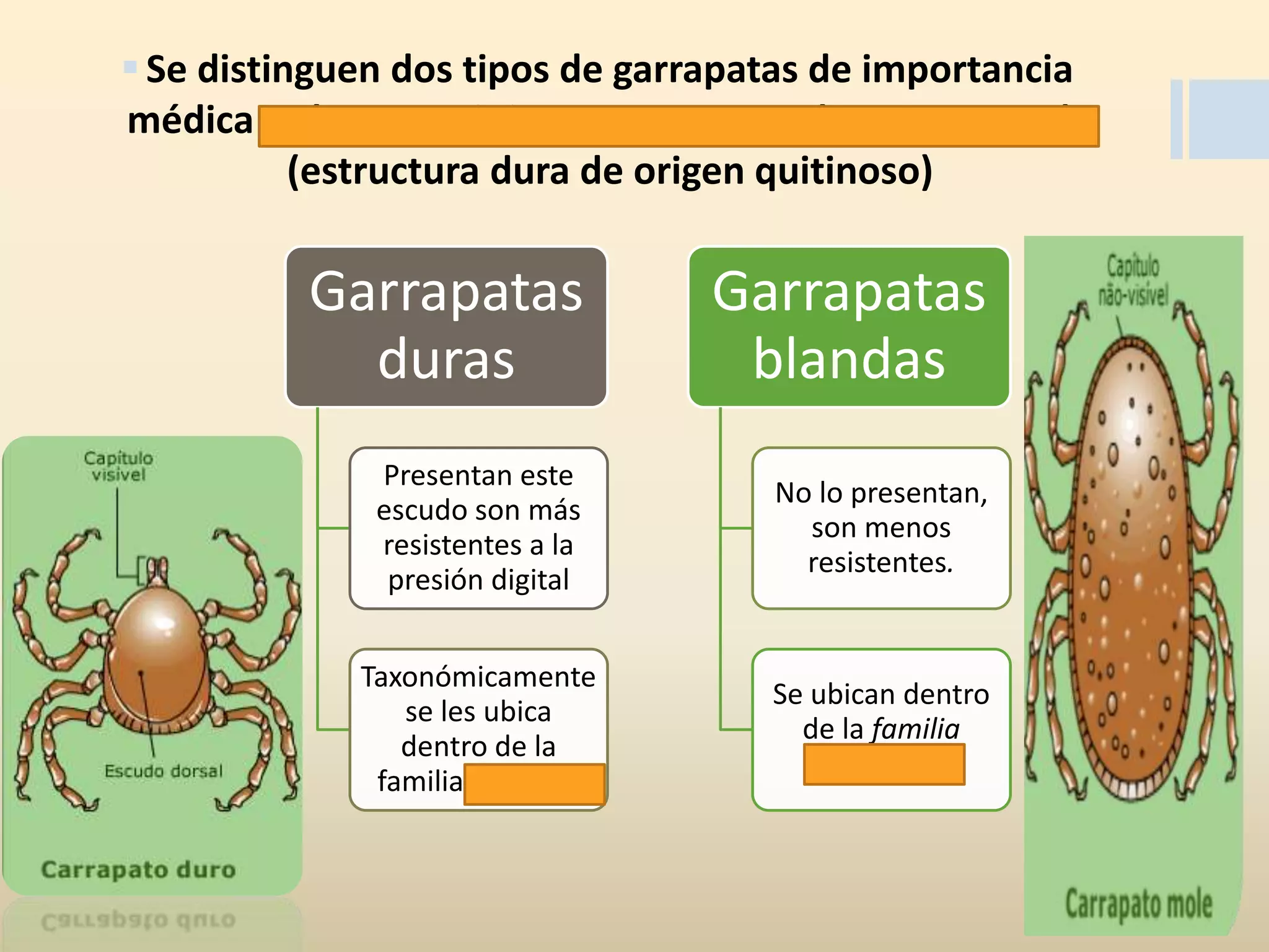 Garrapatas. PARASITOLOGIA. UACH FACULTAD DE MEDICINA CAMPUS PARRAL | PPT