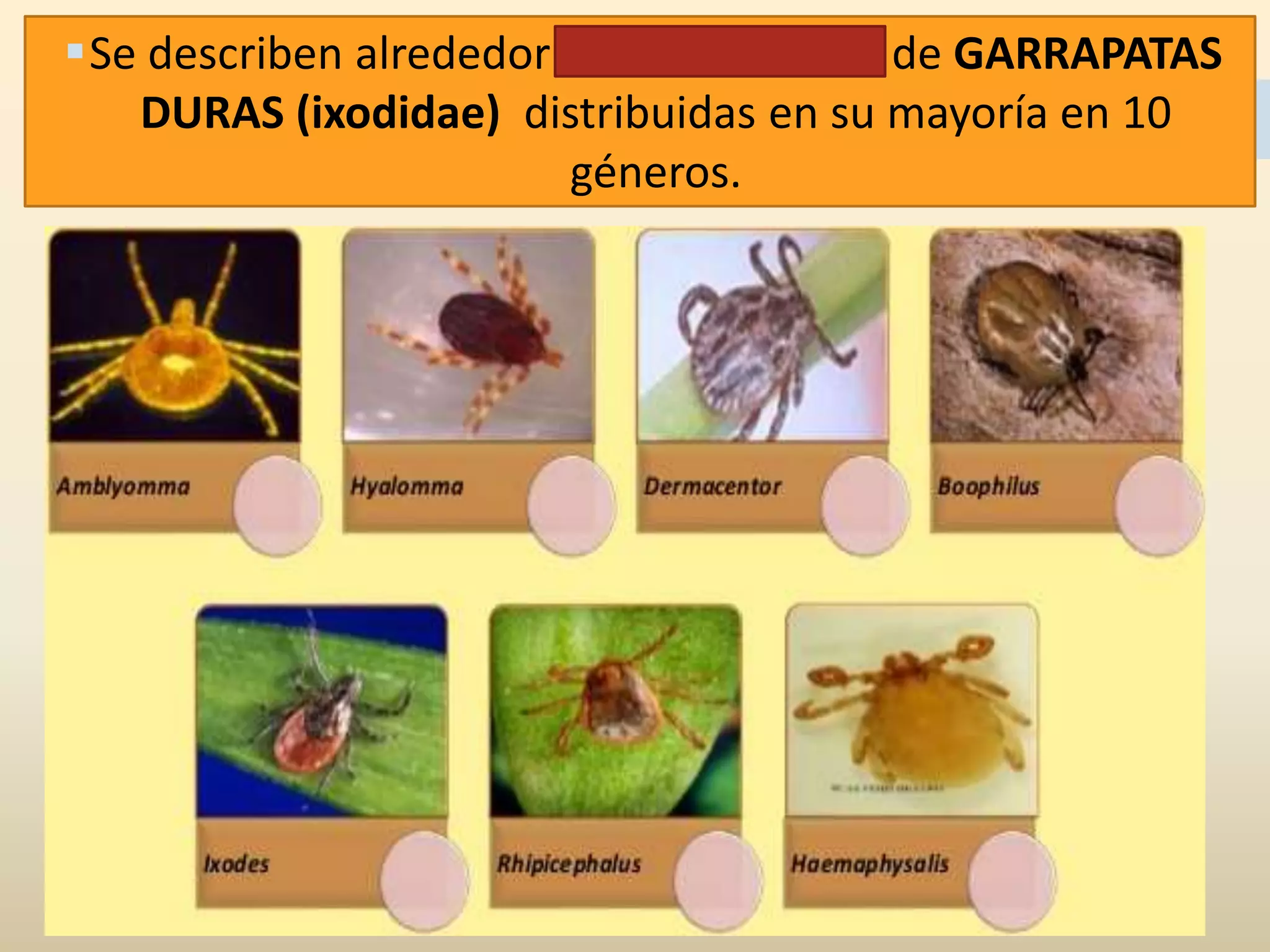 Garrapatas. PARASITOLOGIA. UACH FACULTAD DE MEDICINA CAMPUS PARRAL | PPTX