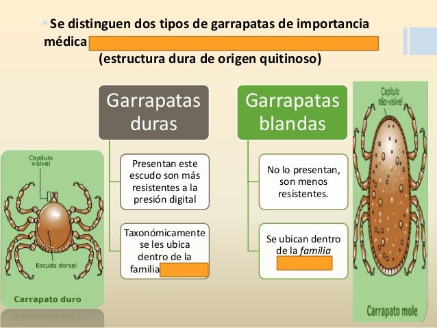 Garrapatas. PARASITOLOGIA. UACH FACULTAD DE MEDICINA CAMPUS PARRAL