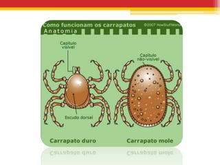 Garrapatas - Parasitologia | PPTX