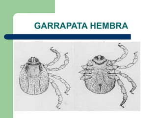 Garrapatas bovinos | PPT
