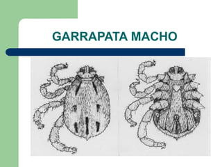 Garrapatas bovinos | PPT