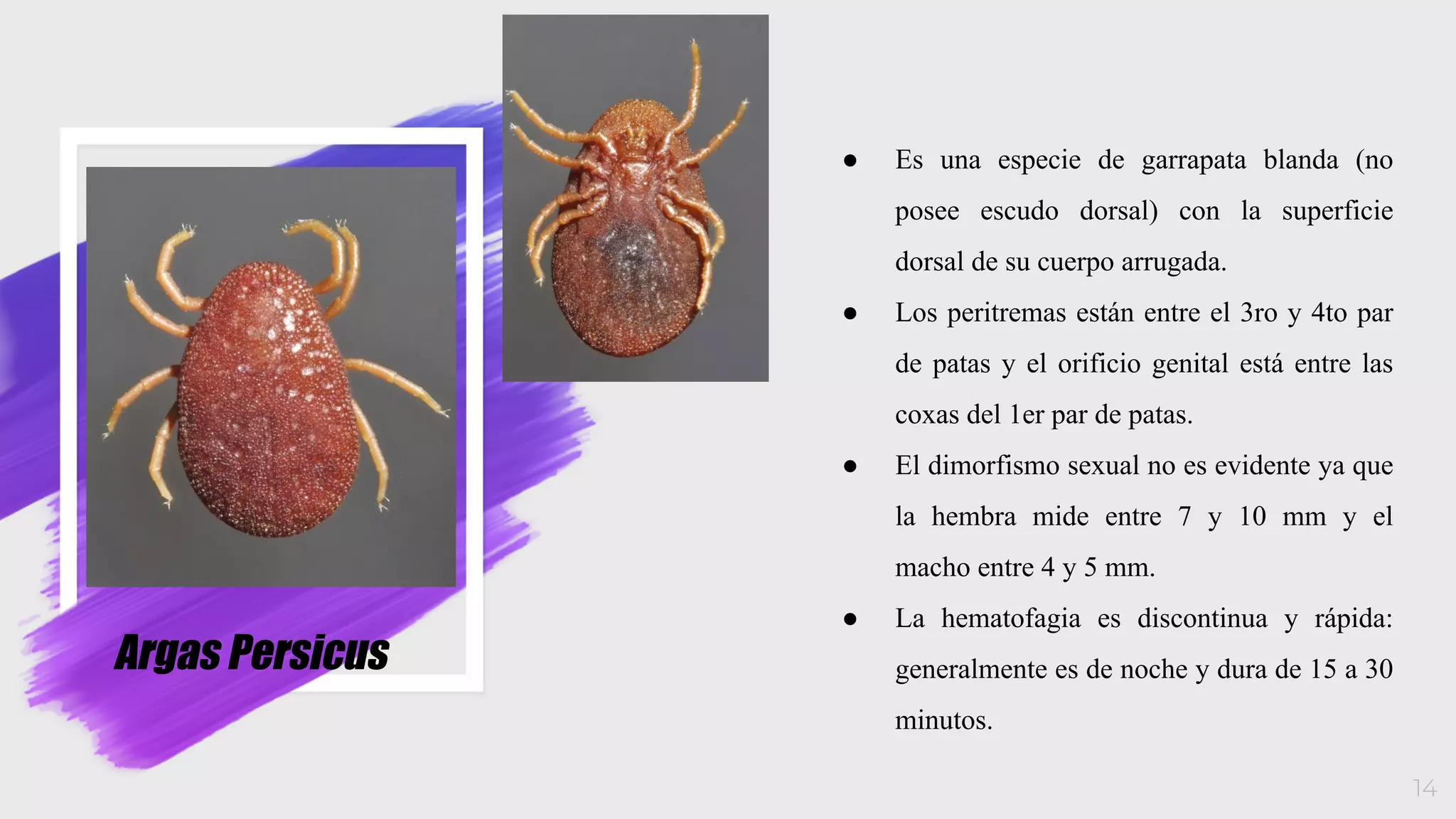 “GARRAPATAS_ IXODES, DERMACENTOR, ORNITODORUS, ARGAS.”.pdf