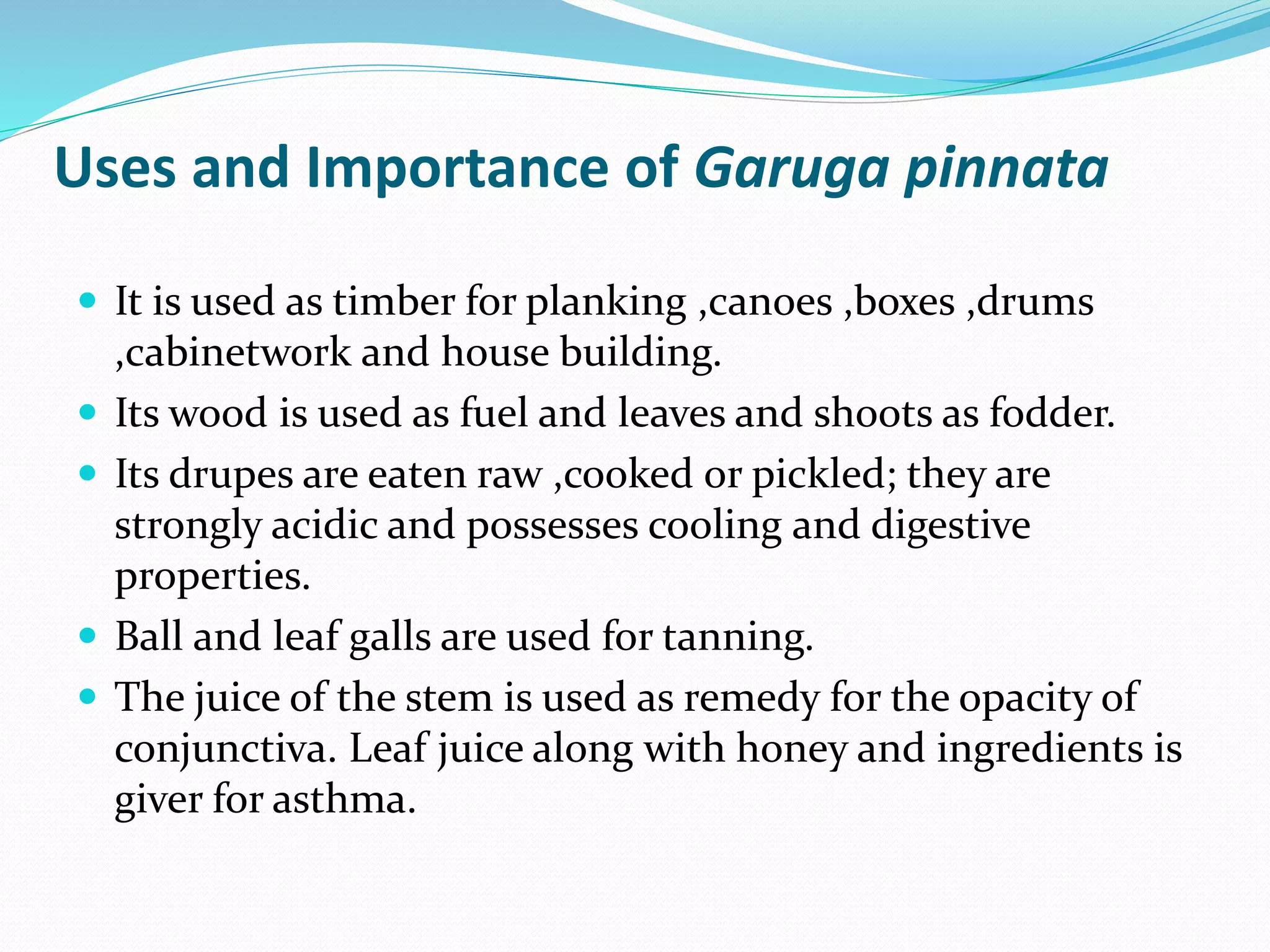 Garuga pinnata | PPTX