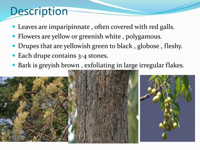 Garuga pinnata | PPTX