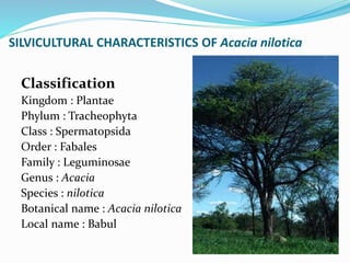 Garuga pinnata | PPTX