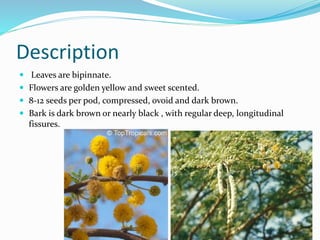 Garuga pinnata | PPTX