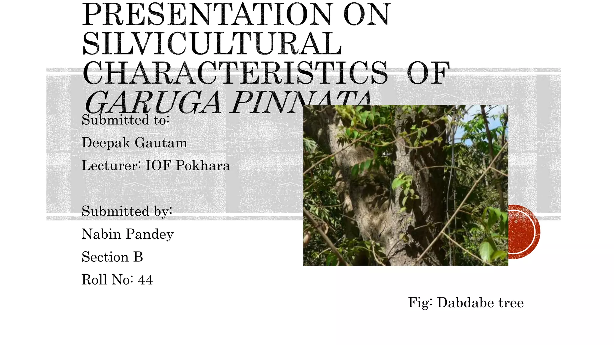 Garuga pinnata (dabdabe) | PPTX