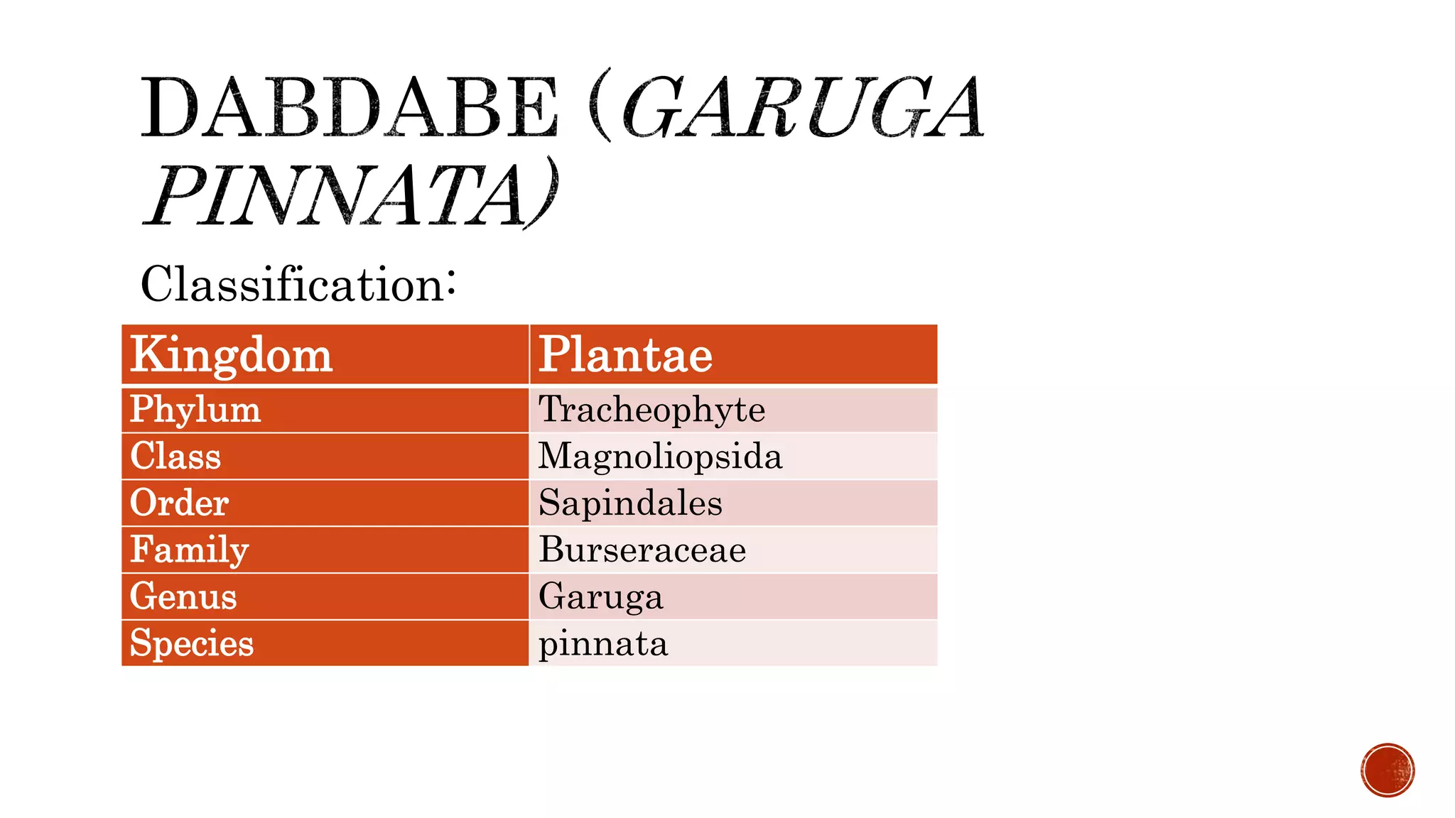 Garuga pinnata (dabdabe) | PPTX