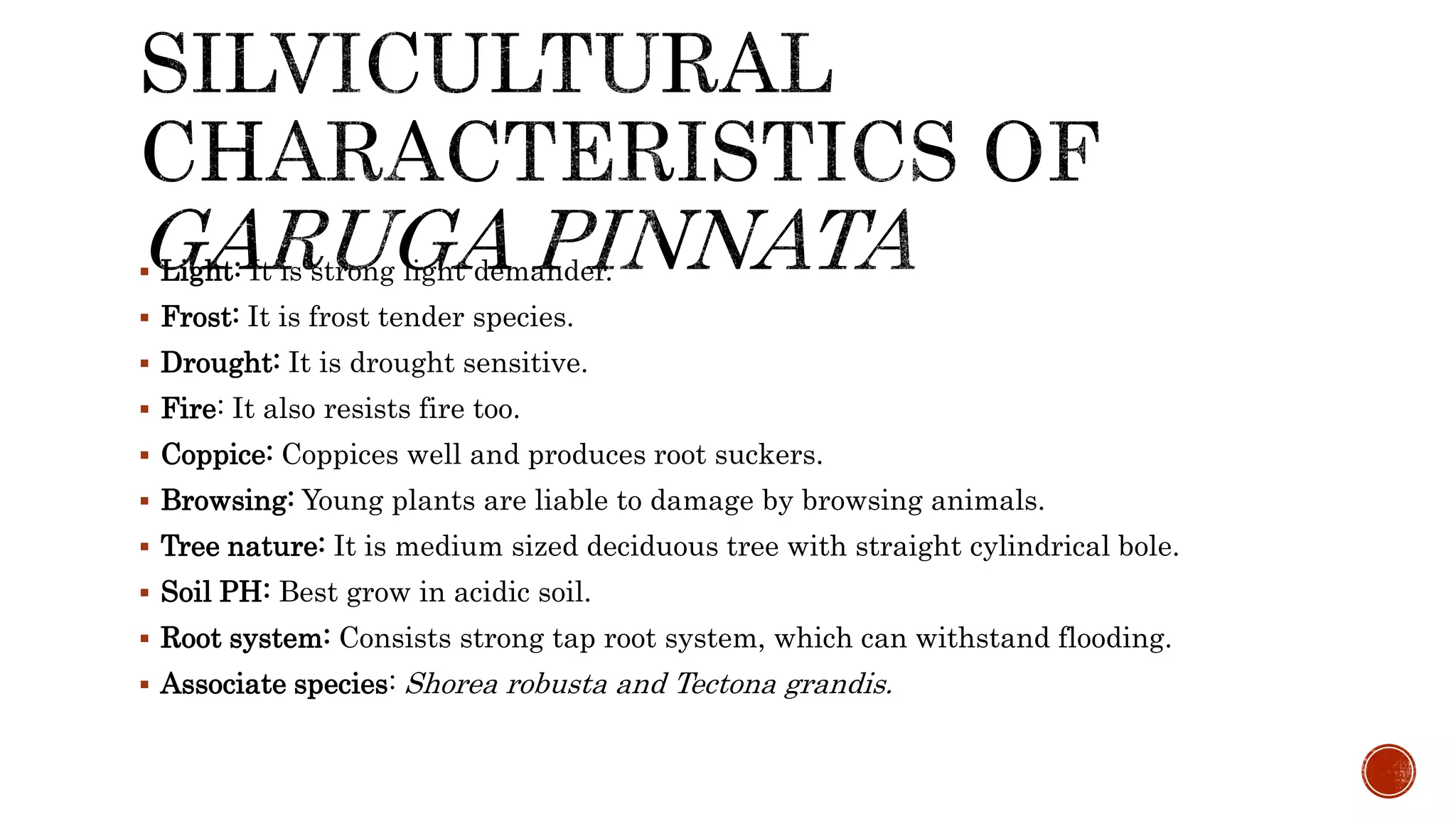 Garuga pinnata (dabdabe) | PPTX