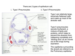 Gas Exchange And Epithelium | PPT