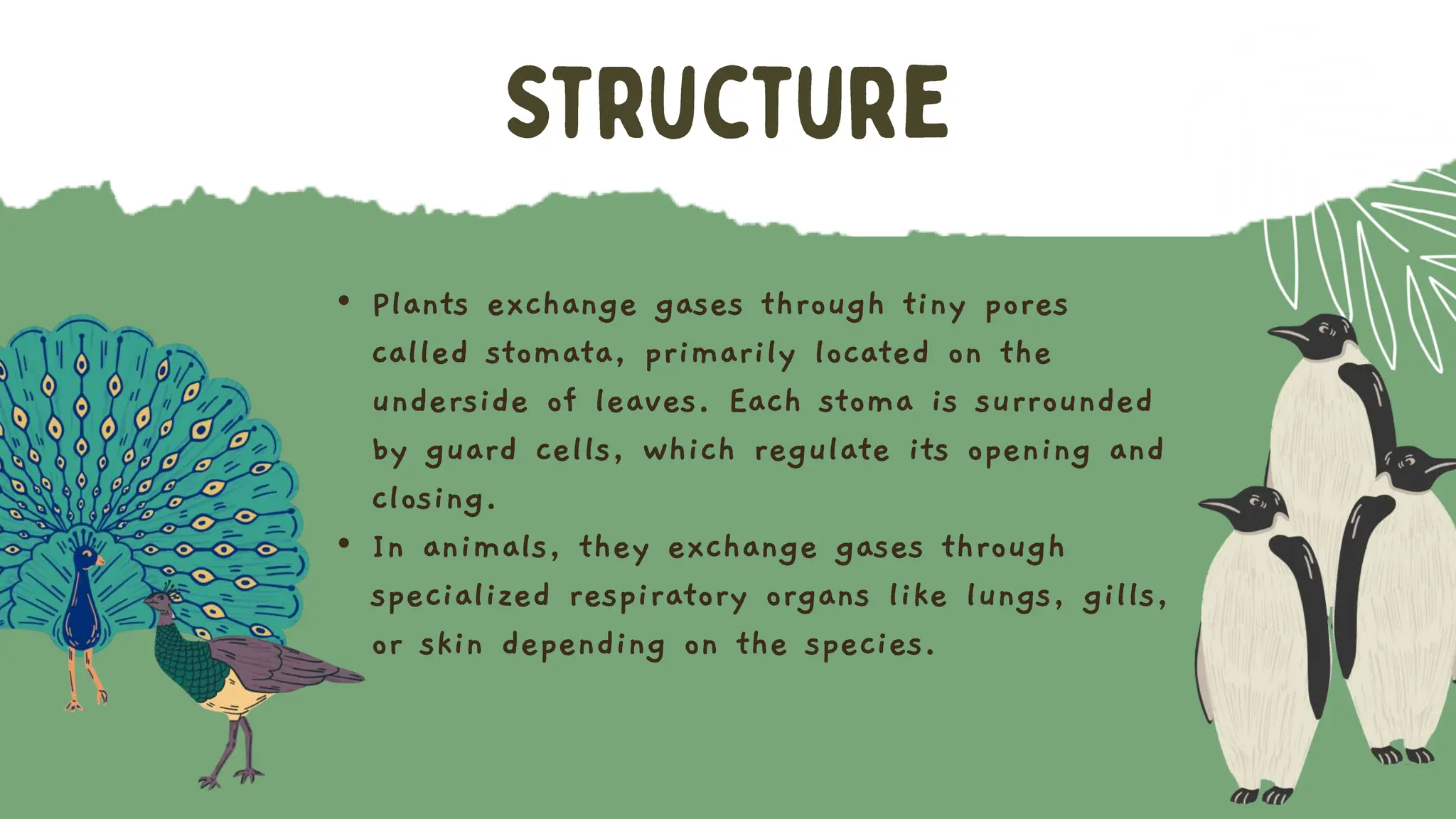 Gas-ExchangeS-in-Plants-and-Animals.pptx