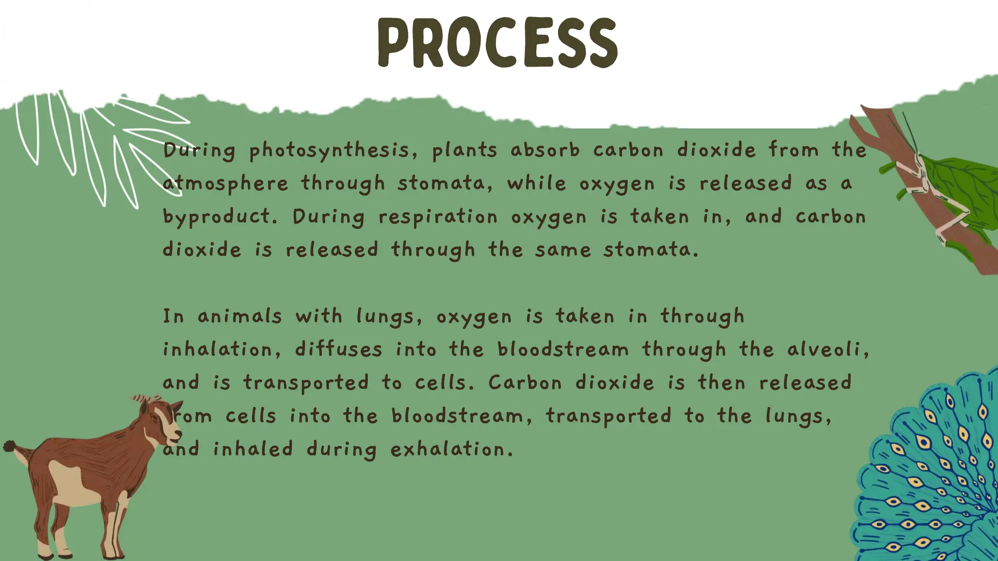 Gas-ExchangeS-in-Plants-and-Animals.pptx