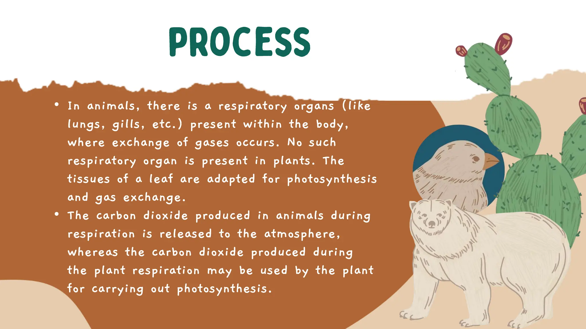 Gas-ExchangeS-in-Plants-and-Animals.pptx