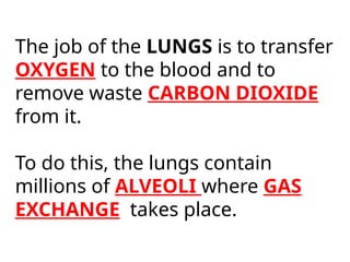 Gas exchange system in Li ING organisms. | PPT