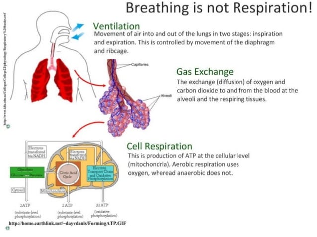 Gas exchange system in Li ING organisms. | PPT